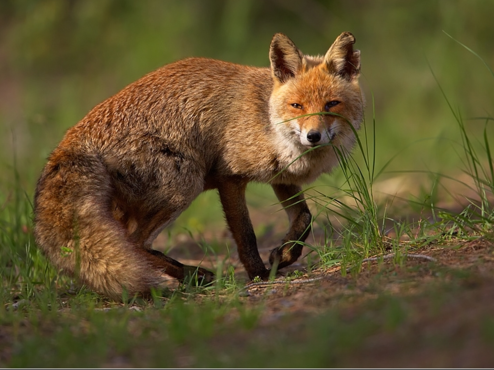 Wildpark - Der Wilde Berg Mautern