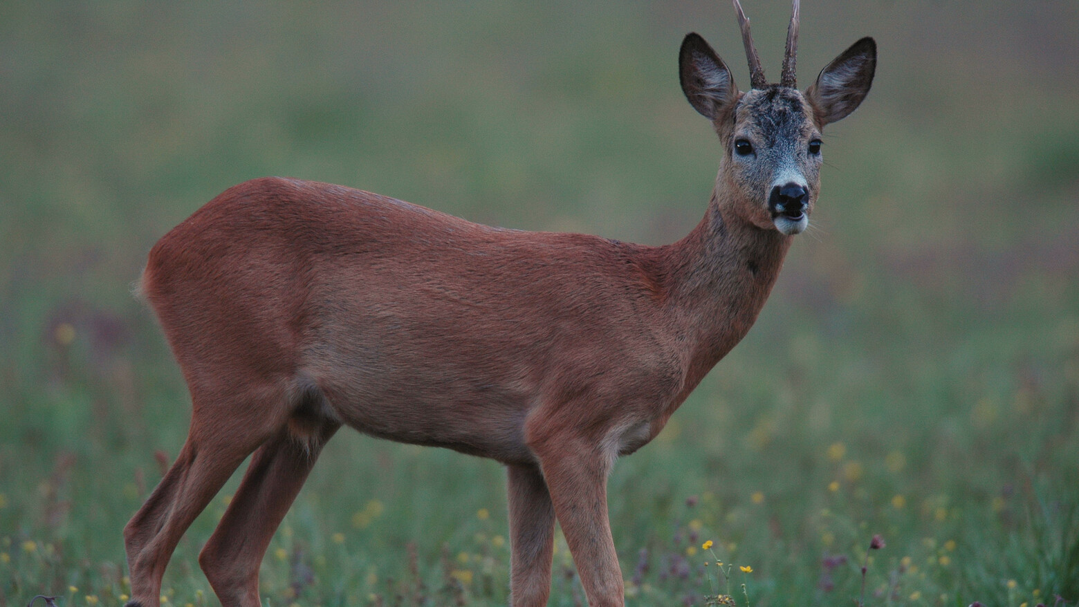 Rehe : Der Wilde Berg Mautern