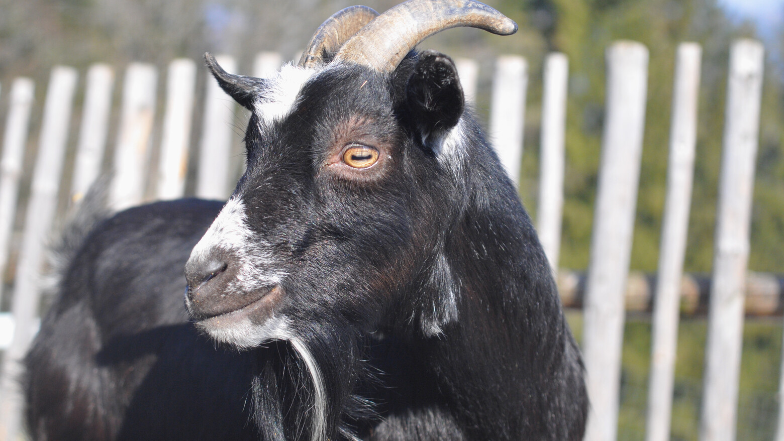 Hausziege : Der Wilde Berg Mautern