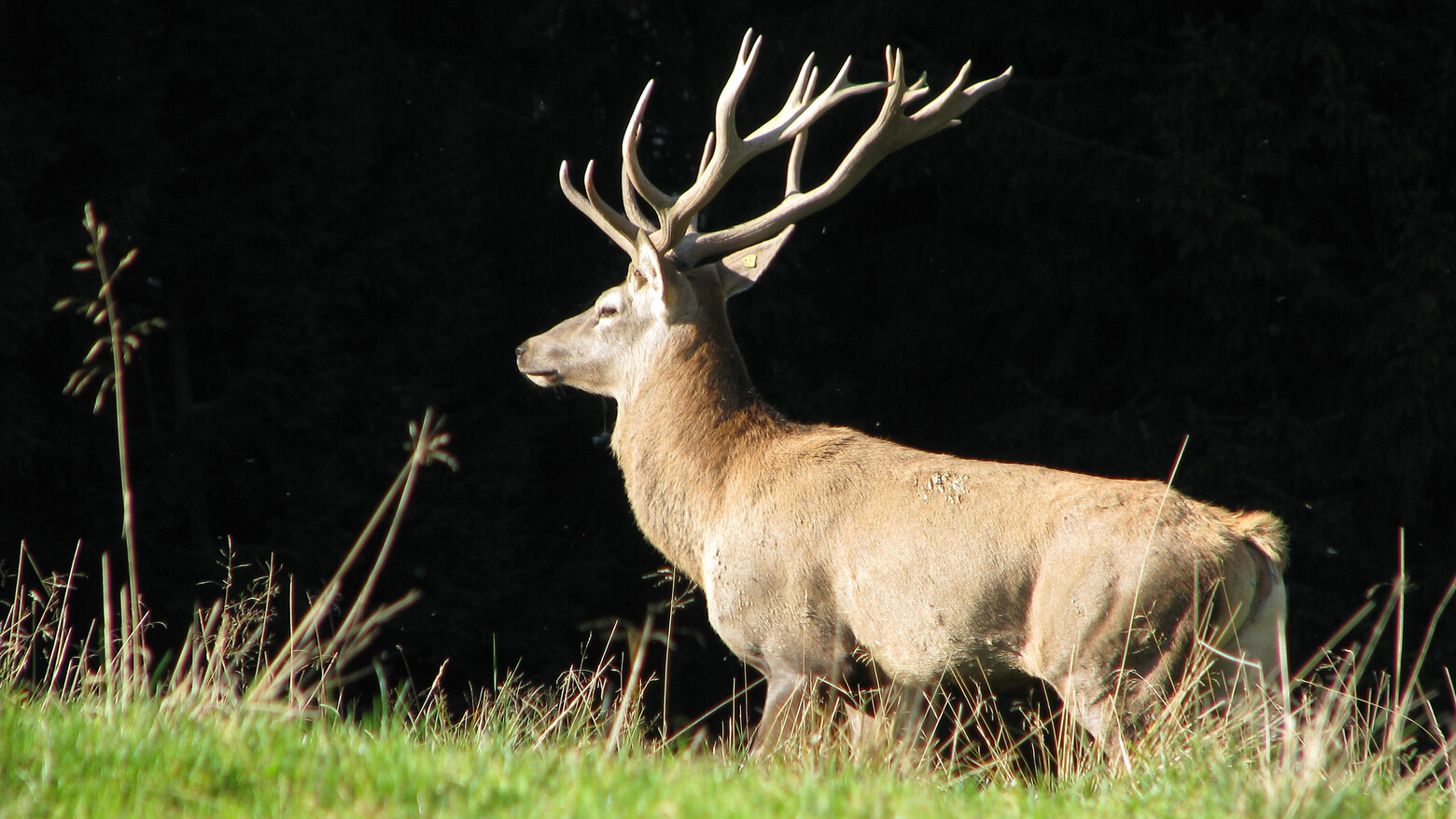 Rotwild : Der Wilde Berg Mautern